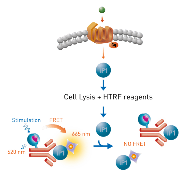 HTRF IP-One assay used for functional screening | BMG LABTECH